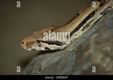 Dunkler Tigerpython / Burmese python / Python molurus bivittatus Stock ...