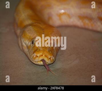 Dunkler Tigerpython / Burmese python / Python molurus bivittatus Stock ...