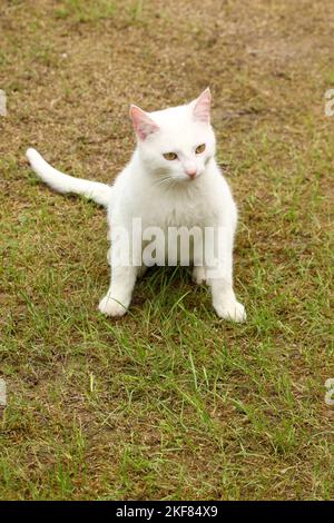 Hauskatze / Domestic Cat / Felis domestica Stock Photo - Alamy