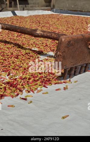 cloves spice drying production Grenada caribbean island Stock Photo - Alamy