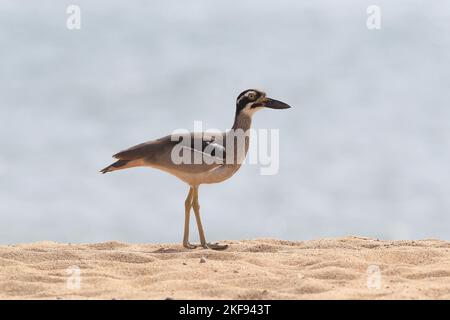 Beach stone-curlew (Esacus giganteus) adult, sitting on the ground ...