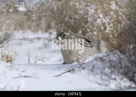 white-sided jackrabbit (Lepus callotis) in the snow, New Mexico USA ...