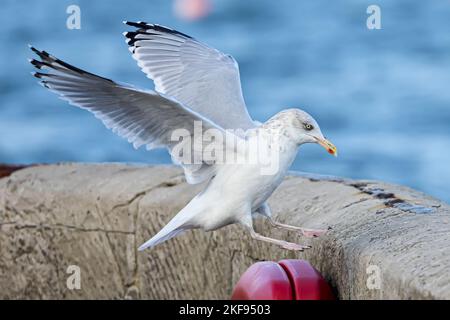 Adult Herring Gull, autumn, Swanage Bay promenade, Dorset, UK Stock ...