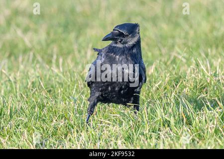 Carrion crow, Swanage Downs, mid afternoon, autumn, Isle of Purbeck ...