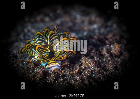Cyerce nigra nudibranch seaslug on coral reef - Cyerce nigricans Stock ...