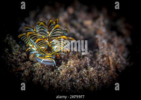 Cyerce nigra nudibranch seaslug on coral reef - Cyerce nigricans Stock ...