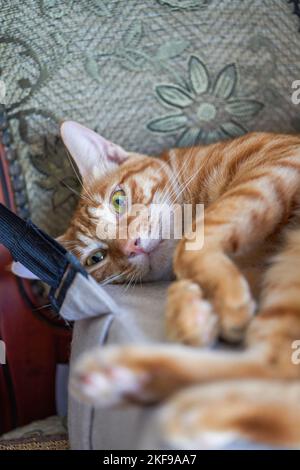 Cute pet cat Chinese pastoral cat raised in the family Stock Photo - Alamy
