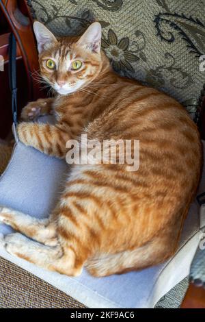 Cute pet cat Chinese pastoral cat raised in the family Stock Photo - Alamy