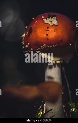 nature, city, macro, photografie Stock Photo - Alamy