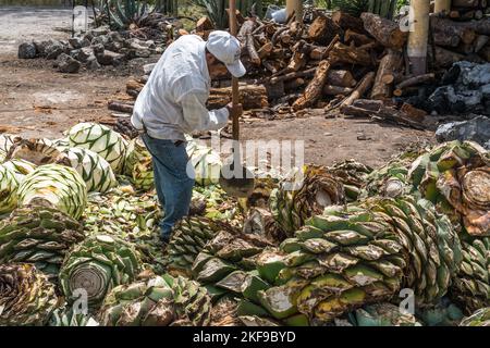 A worker at a mezcal palenque or distillery trims the maguey hearts or ...