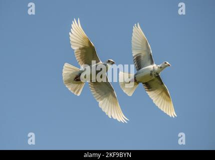 Bird behaviour, two Pigeons sun bathing or sunning themselves on the ...