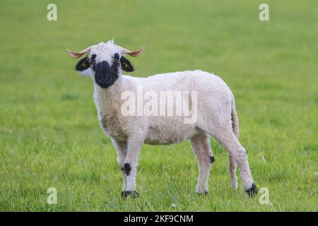 Wallachian sheep, domestic sheep (Ovis orientalis aries Stock Photo - Alamy