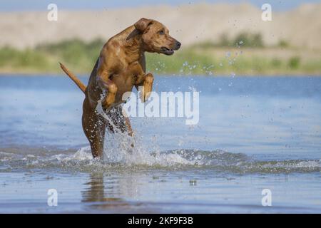 Hound dog leaping and splashing in the water with her mutt pal, a ...