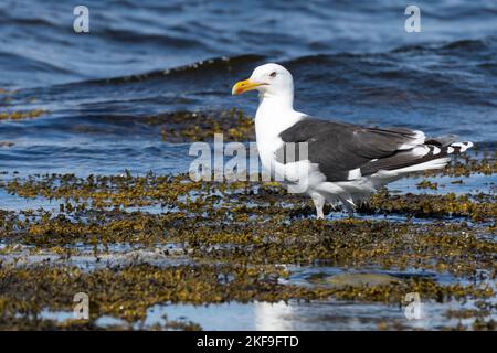 Mantelmöwe, Mantel-Möwe, Möwe, Möwen, Mantelmöve, Larus marinus, great ...