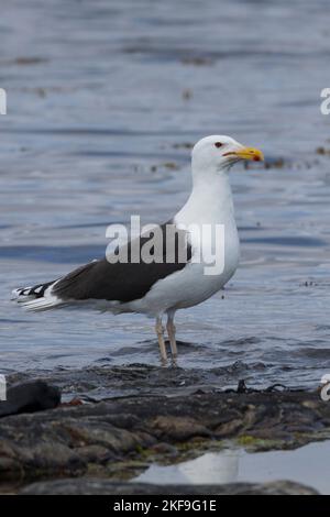 Mantelmöwe, frisst an einem angespülten Seehasen, Fisch, Mantel-Möwe ...