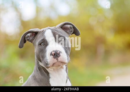 Blue hair American Bully dog female in move on nature. Medium sized dog ...