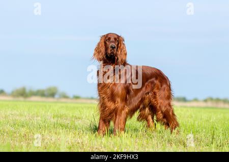standing Irish Red Setter Stock Photo - Alamy
