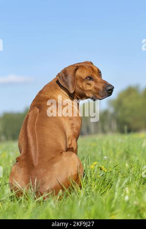 Rhodesian Ridgeback, sits in meadow and looks back, Austria Stock Photo ...
