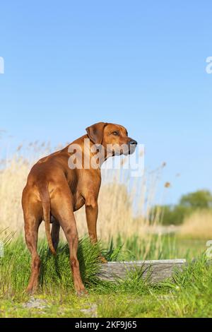 Rhodesian Ridgeback in summer Stock Photo - Alamy