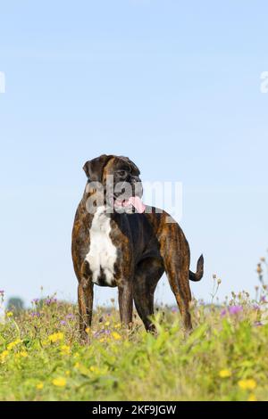 Boxer (Canis familiaris) brindle in meadow Stock Photo - Alamy