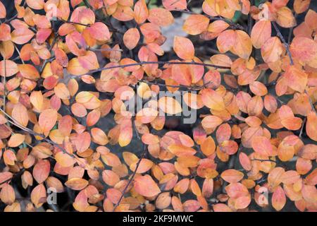 Images from a park in Warszawa in fall with leaves in different colors ...