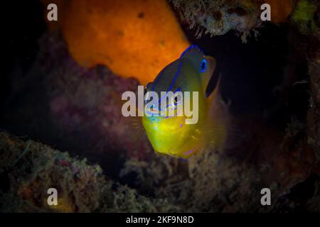 Colourful damsel fish swimming above coral reef in the pacific Ocean ...