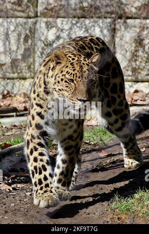 A beautiful shot of a majestic leopard walking in the forest next to ...