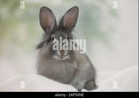Belgien Bearded Rabbit Stock Photo - Alamy