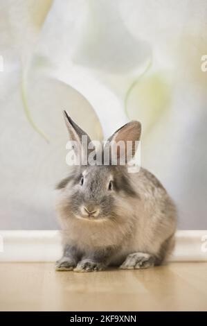 Belgien Bearded Rabbit Stock Photo - Alamy