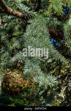 Photo of pine tree cedar blossom in spring, wide photo Stock Photo - Alamy
