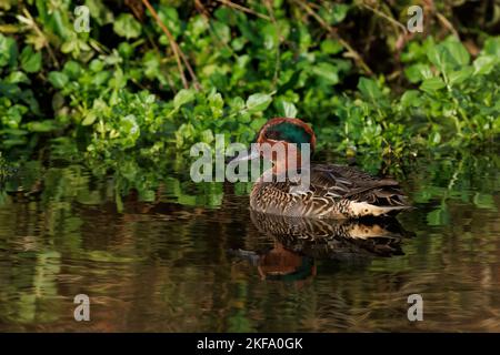 A closeup shot of a Eurasian Teal swimming in pond next to Coast Road ...