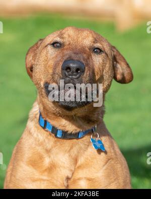 close-up mongrel dog Stock Photo - Alamy
