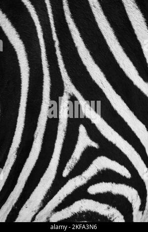 Zebra Stripes skin texture close-up, tribal ornament. High quality photo Stock Photo - Alamy