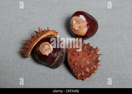 Sweet chestnut with pike hull ready to eat Stock Photo - Alamy
