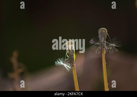 Closeup shot of a falling dandelion against a sunlight having blur ...