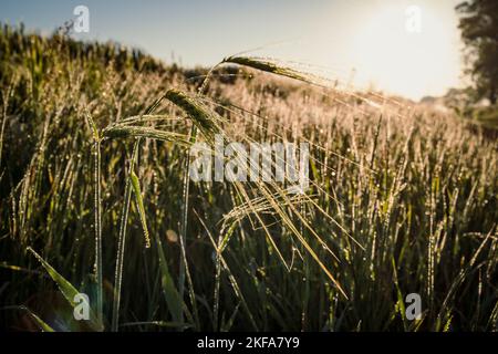 Close up sunlit cones concept photo Stock Photo - Alamy