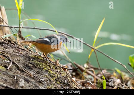 Close-up of a sitting, beautiful daurian redstart during spring time on ...