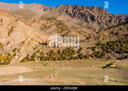 sheep grazing in the Ait Bouilli valley and Ikiss village, a tiny ...
