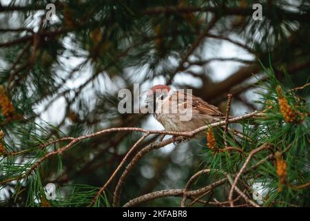 A closeup of an Italian Sparrow bird perched on a branch in a forest ...