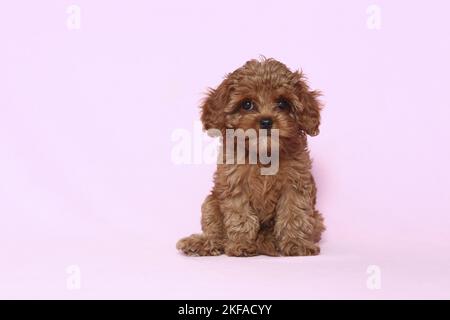 sitting Cavapoo Puppy Stock Photo - Alamy