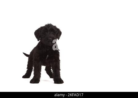 standing Giant Schnauzer Stock Photo - Alamy