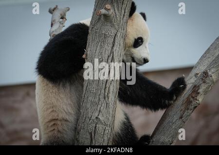 Doha, Qatar. 17th Nov, 2022. The giant panda Si Hai is seen at the ...