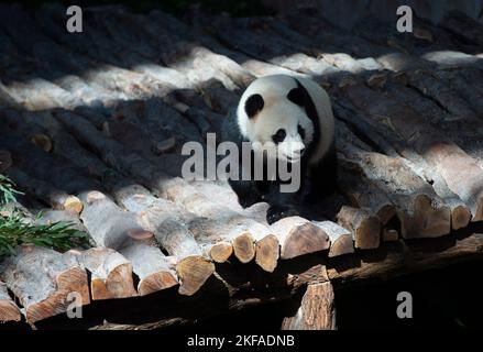 Doha, Qatar. 17th Nov, 2022. The giant panda Jing Jing is seen at the ...