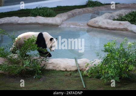 Doha, Qatar. 17th Nov, 2022. The giant panda Si Hai is seen at the ...