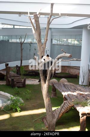 Doha, Qatar. 17th Nov, 2022. The giant panda Jing Jing is seen at the ...