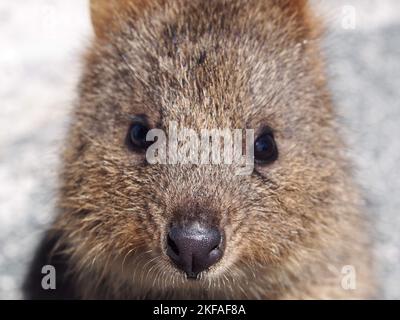 Closeup animal-portrait of a cute Quokka, a little kangaroo at Rottnest ...