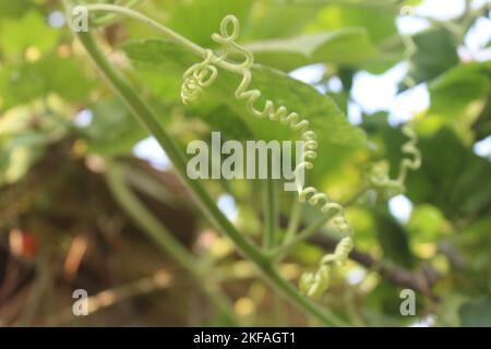 rice tree dhan Stock Photo - Alamy