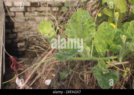 rice tree dhan Stock Photo - Alamy