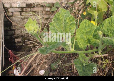 rice tree dhan Stock Photo - Alamy