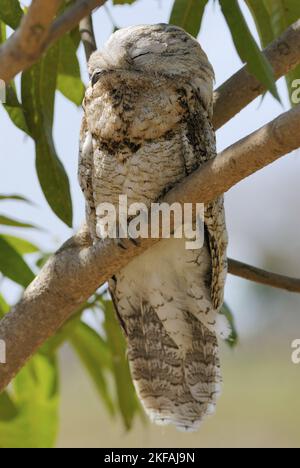 A Great Potoo (Nyctibius grandis) sleeps on its day roost on a big tree ...